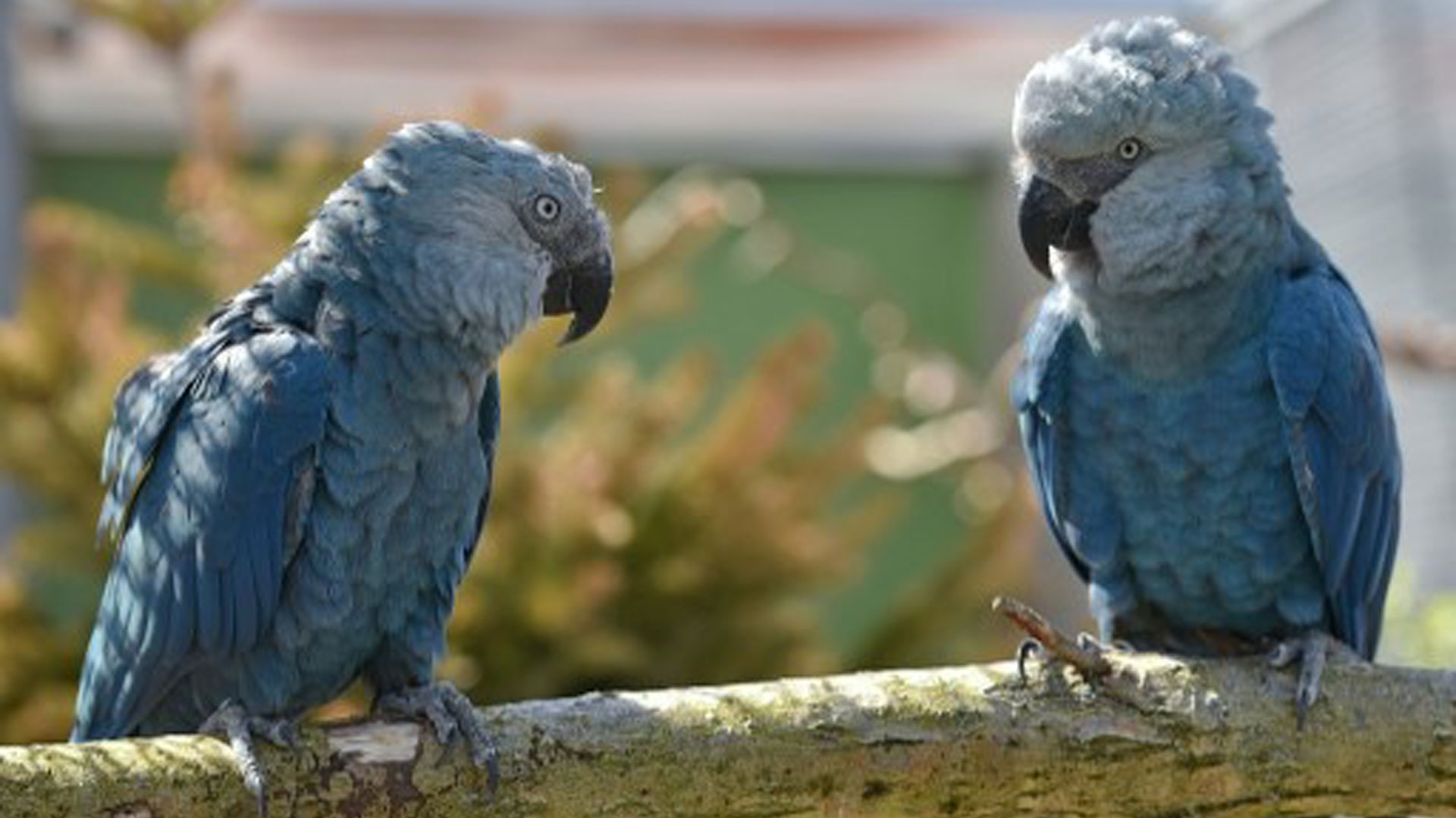 Guacamayas azules regresan a Brasil tras su extinción