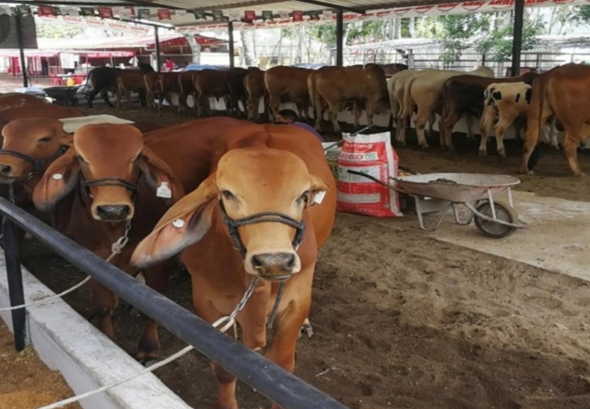 Feria Ganadera - acn
